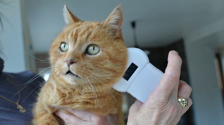 Mere-Michel-DELUZ-chats_head - Webzine
